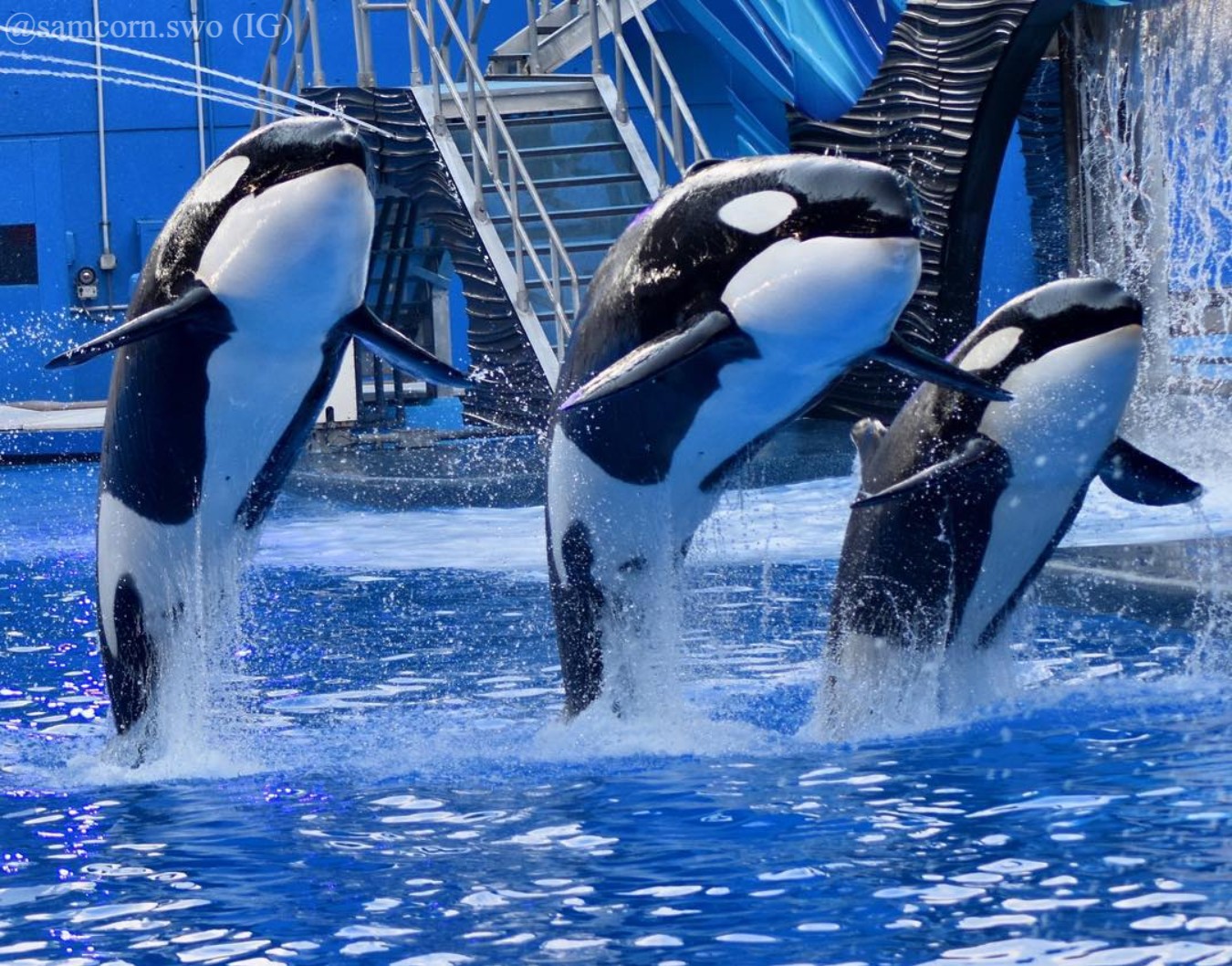 Makaio’s Gallery – Inherently Wild