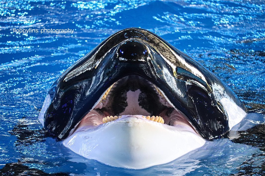 Kyuquot’s Gallery – Inherently Wild