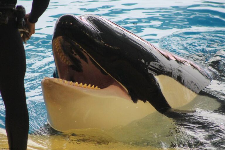 Tekoa’s Gallery – Inherently Wild