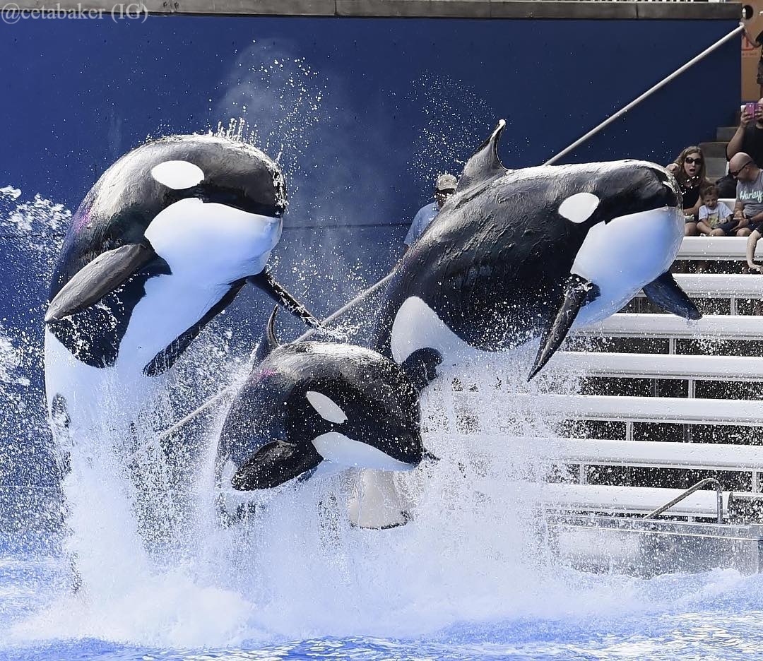 Makaio’s Gallery – Inherently Wild