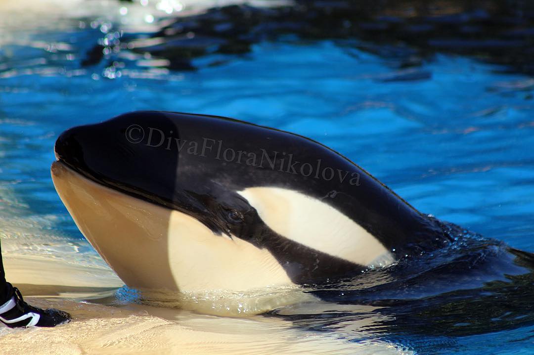 Ula’s Gallery – Inherently Wild