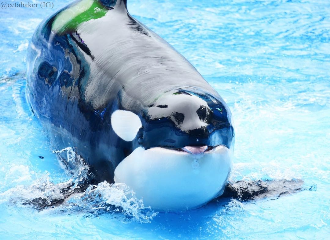 Katina’s Gallery – Inherently Wild