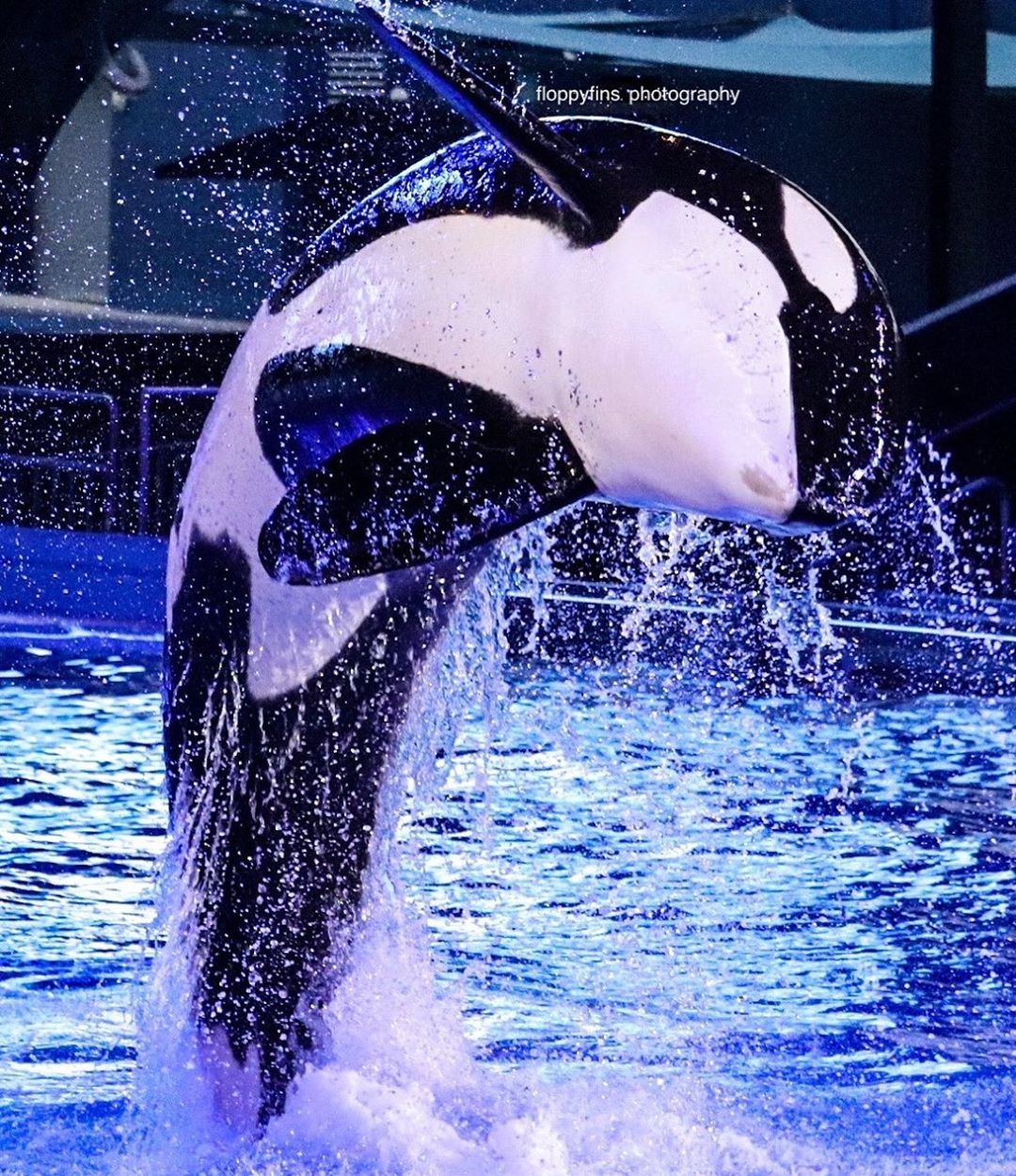 Takara’s Gallery – Inherently Wild