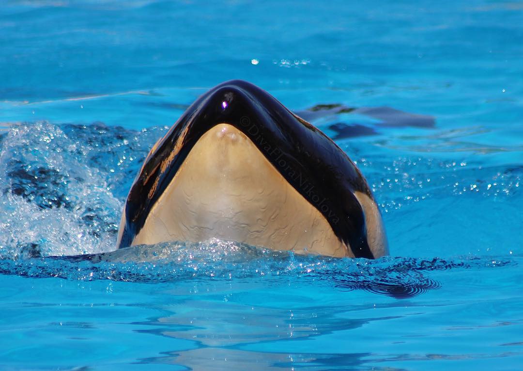 Ula’s Gallery – Inherently Wild