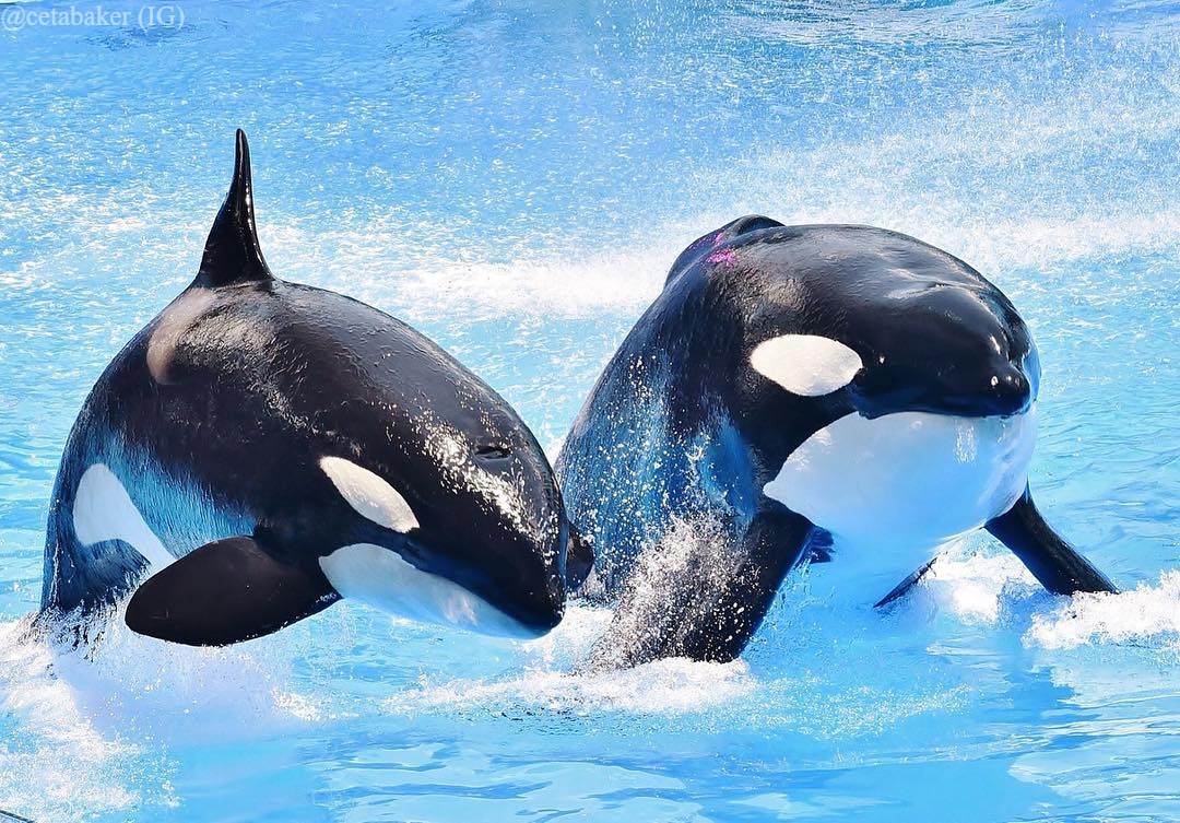 Tilikum’s Gallery – Inherently Wild