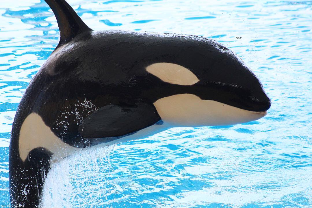 Adán’s Gallery – Inherently Wild