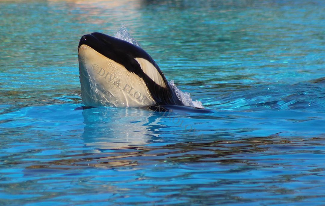 Ula’s Gallery – Inherently Wild