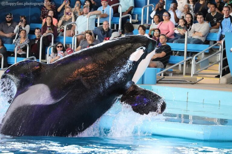 Tuar’s Gallery – Inherently Wild