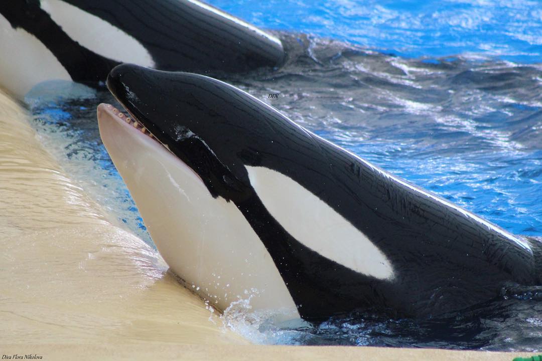 Tekoa’s Gallery – Inherently Wild