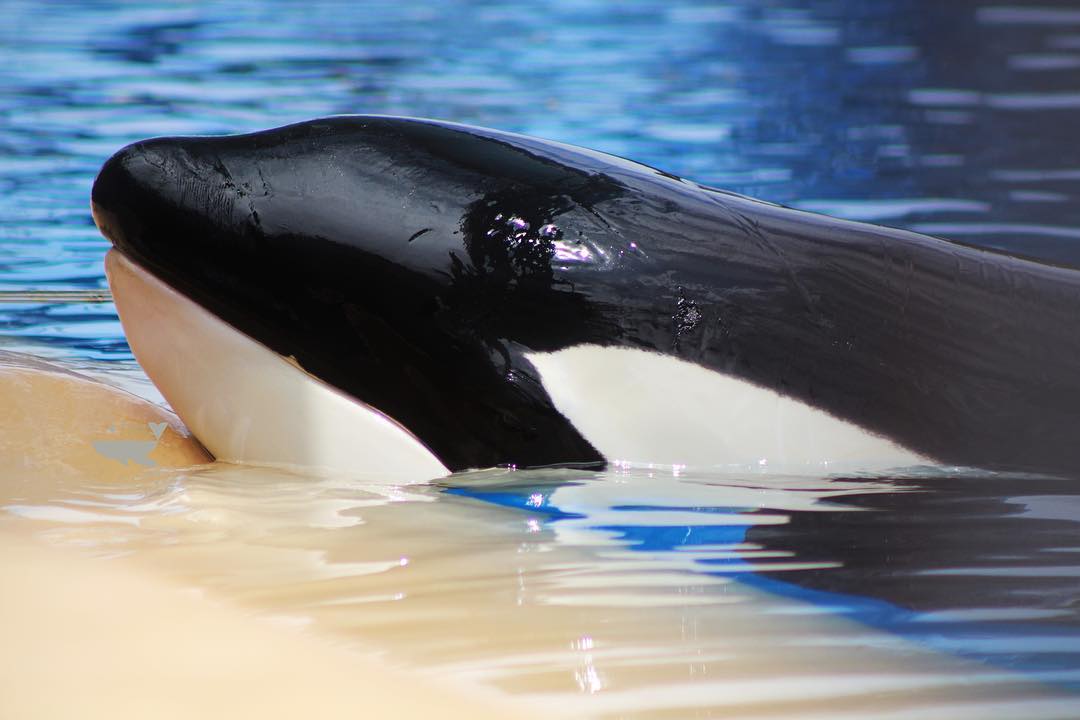 Tekoa’s Gallery – Inherently Wild