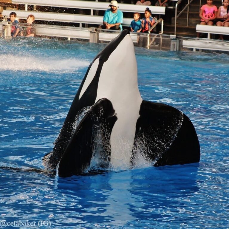 Tilikum’s Gallery – Inherently Wild