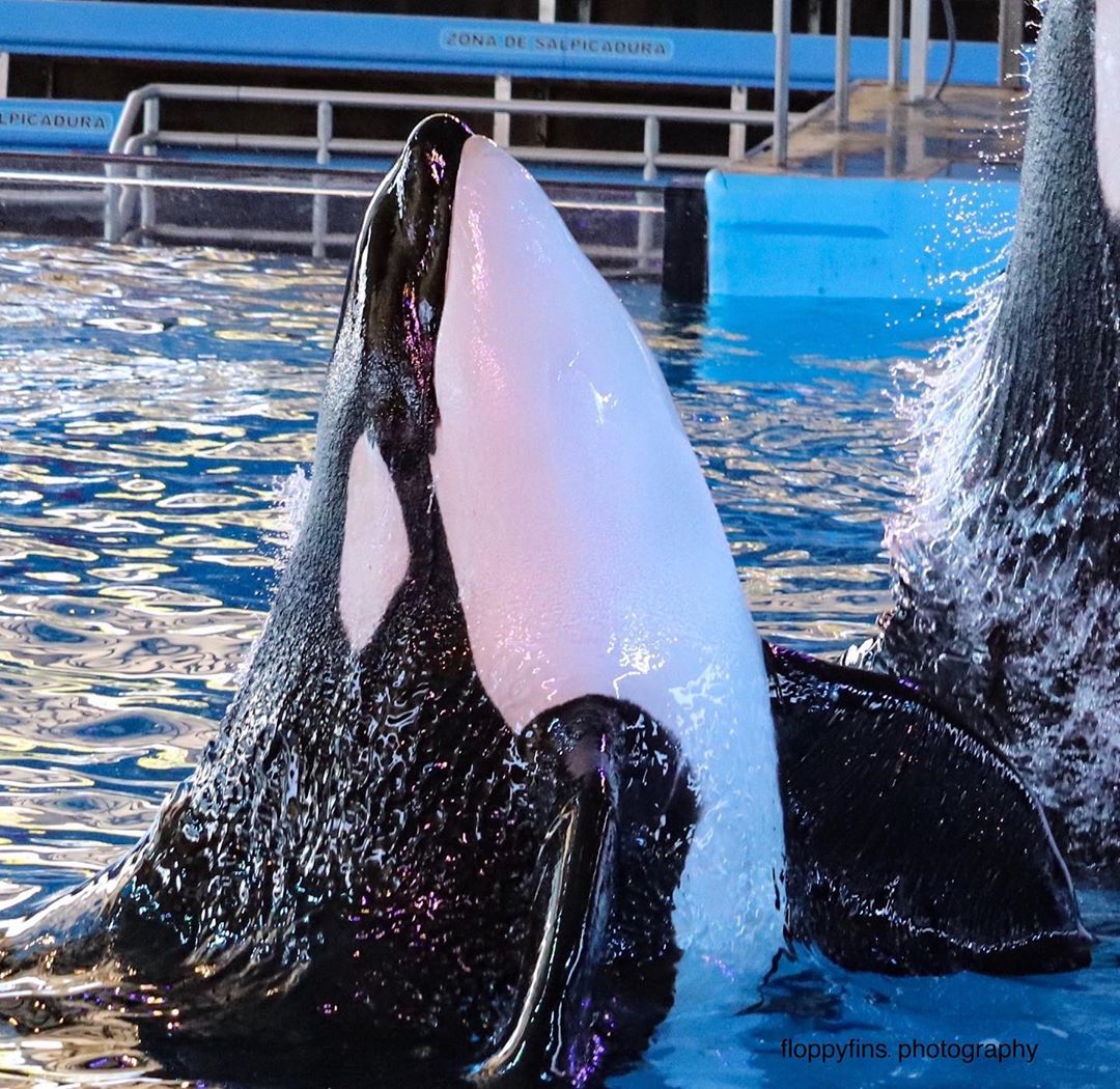 Tuar’s Gallery – Inherently Wild