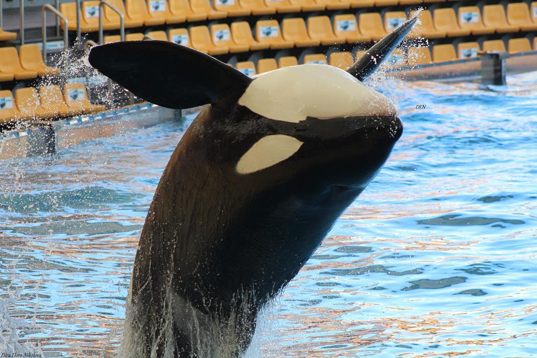 Tekoa’s Gallery – Inherently Wild