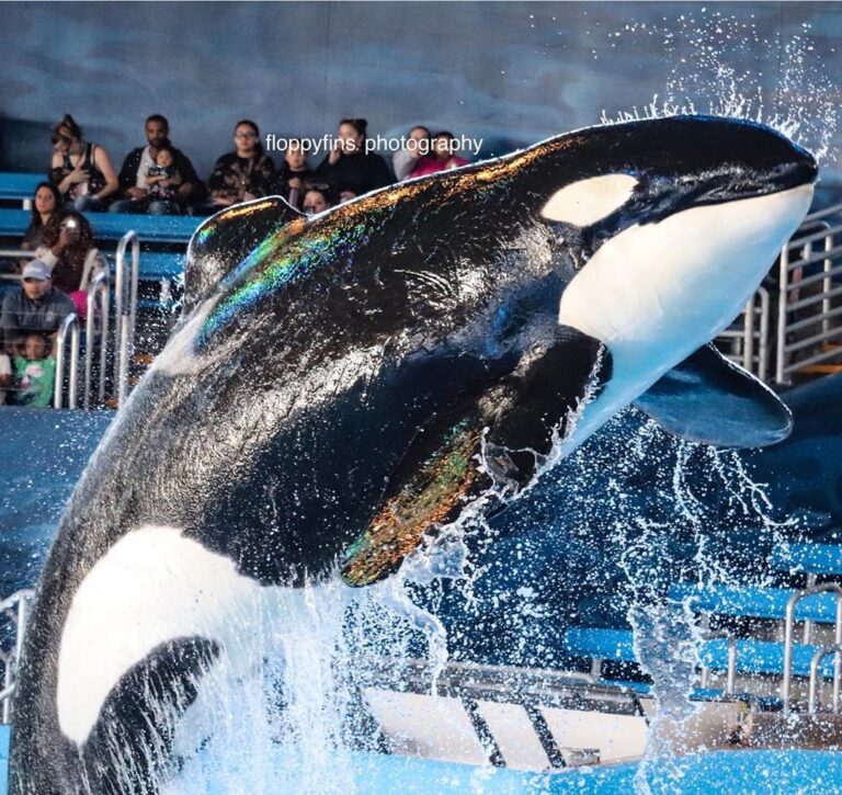 Tuar’s Gallery – Inherently Wild