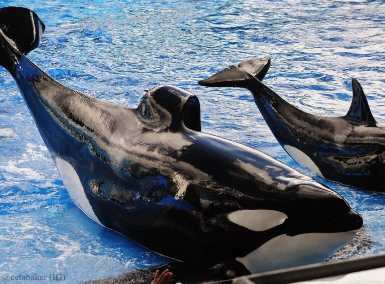 Tilikum’s Gallery – Inherently Wild
