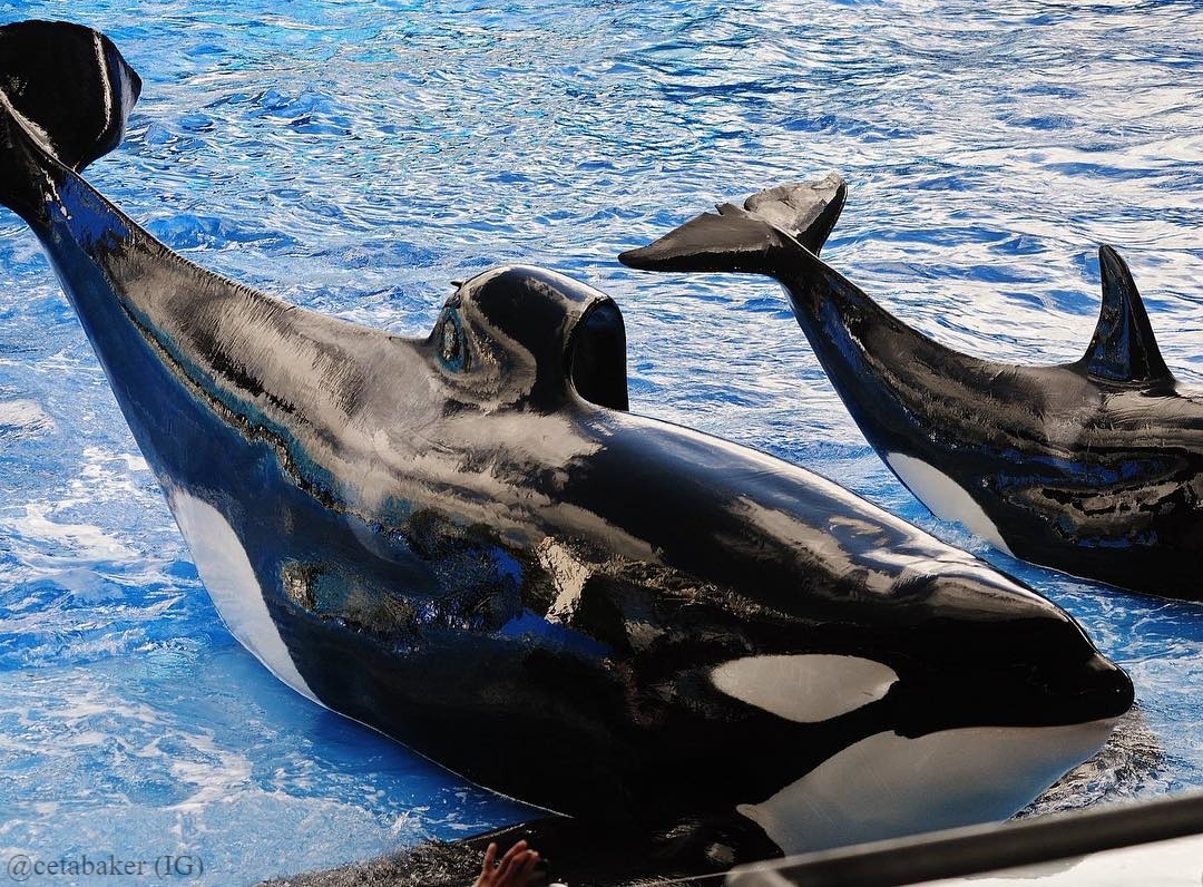 Tilikum’s Gallery – Inherently Wild
