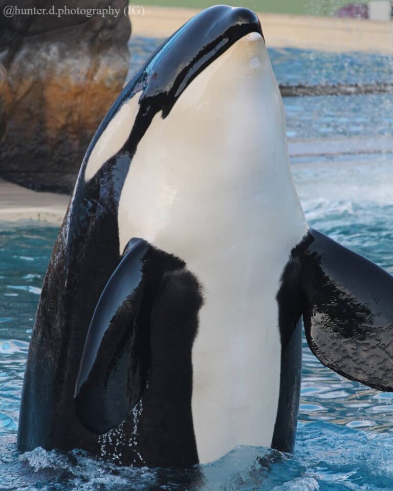 Corky 2’s Gallery – Inherently Wild