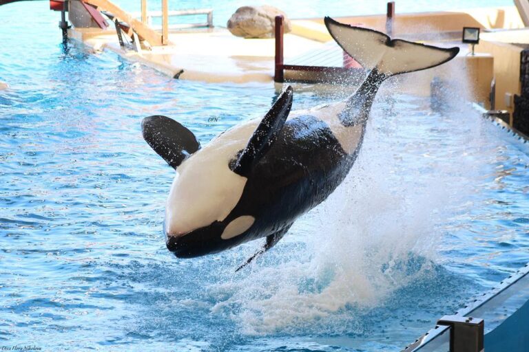 Tekoa’s Gallery – Inherently Wild