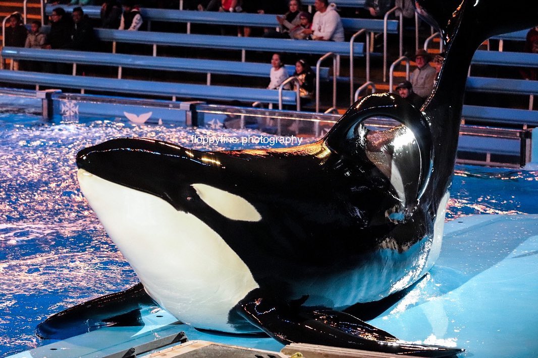 Tuar’s Gallery – Inherently Wild