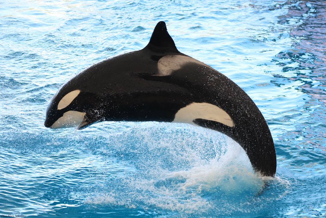 Tekoa’s Gallery – Inherently Wild