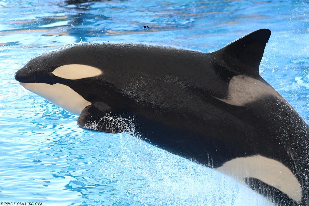 Tekoa’s Gallery – Inherently Wild