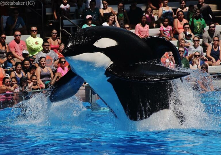 Tilikum’s Gallery – Inherently Wild