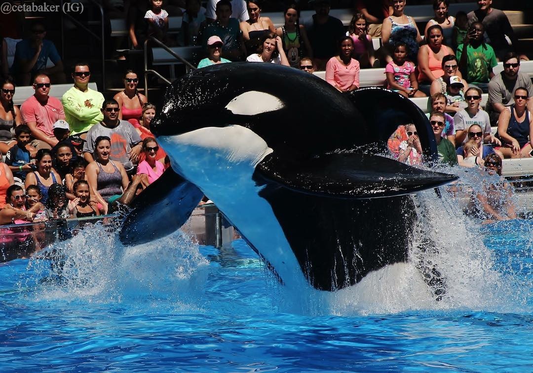 Tilikum’s Gallery – Inherently Wild