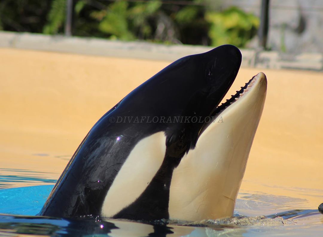 Ula’s Gallery – Inherently Wild