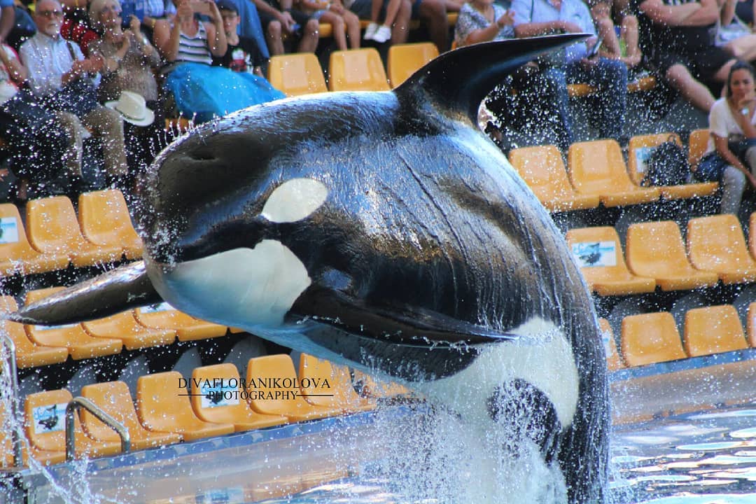 Tekoa’s Gallery – Inherently Wild