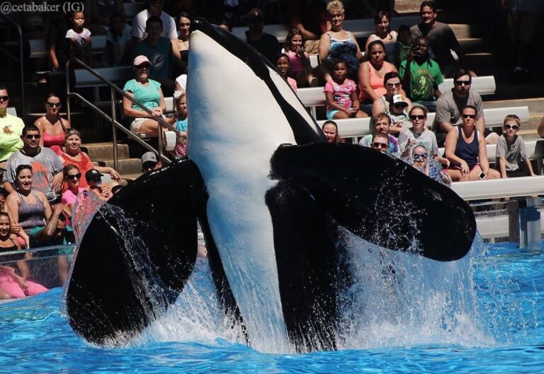 Tilikum’s Gallery – Inherently Wild