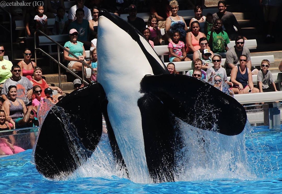 Tilikum’s Gallery – Inherently Wild