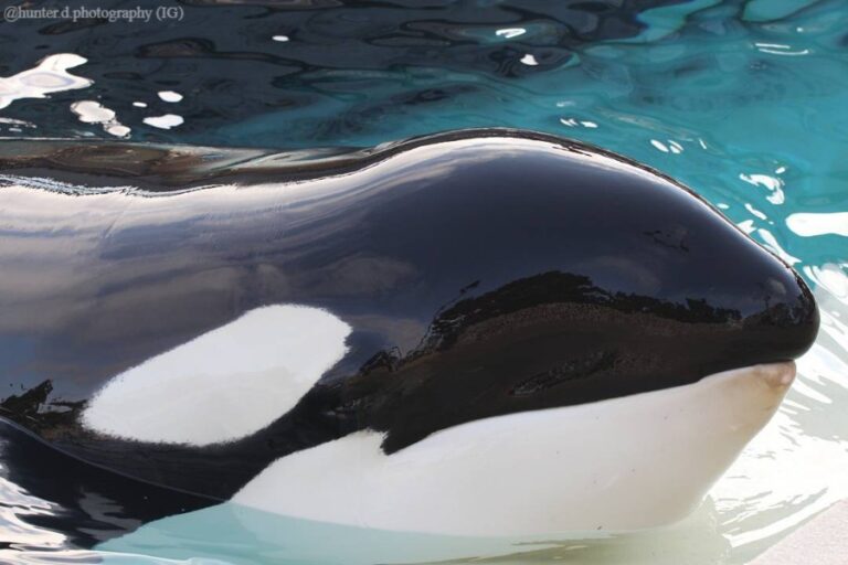 Orkid’s Gallery – Inherently Wild