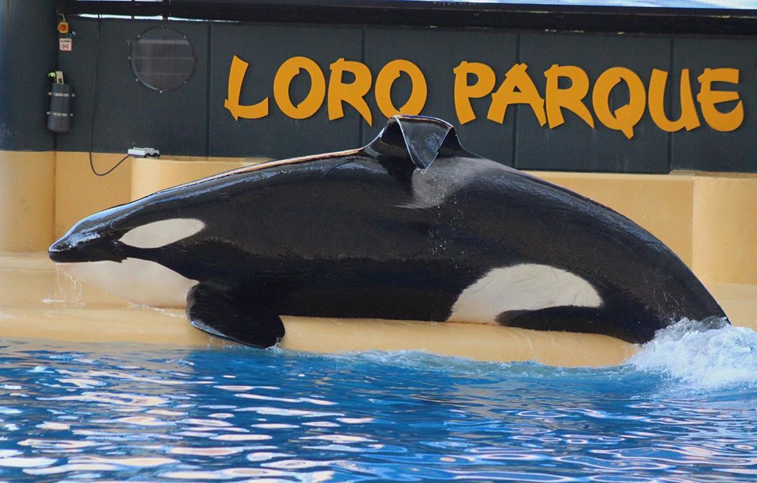 Tekoa’s Gallery – Inherently Wild