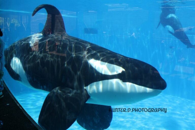 Ulises’s Gallery – Inherently Wild