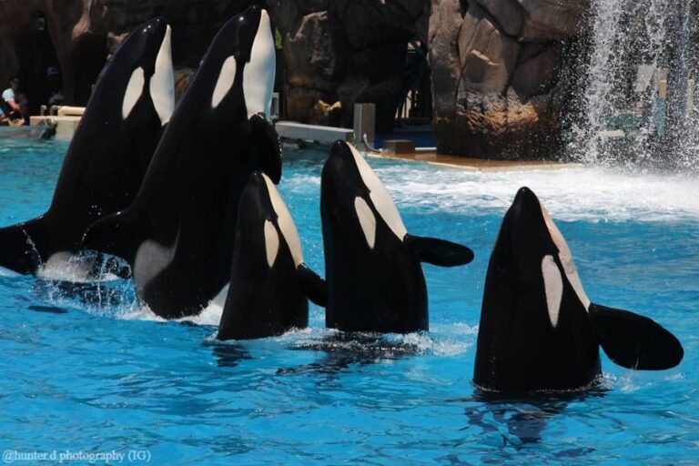 Kasatka’s Gallery – Inherently Wild