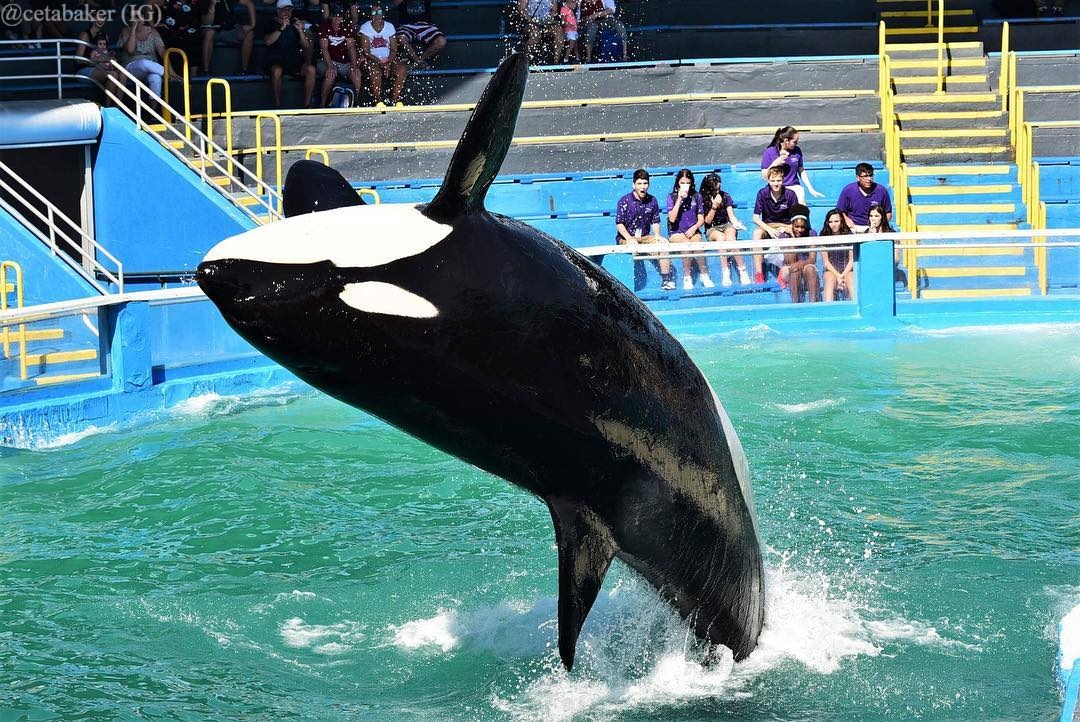 Tokitae’s Gallery – Inherently Wild