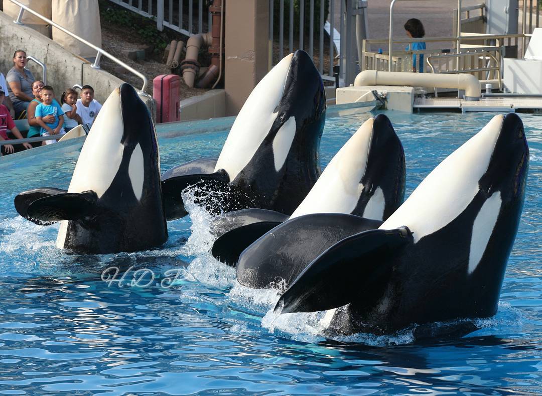 Kasatka’s Gallery – Inherently Wild