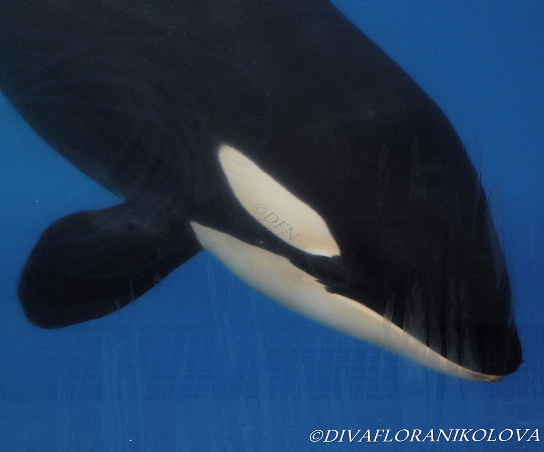 Ula’s Gallery – Inherently Wild