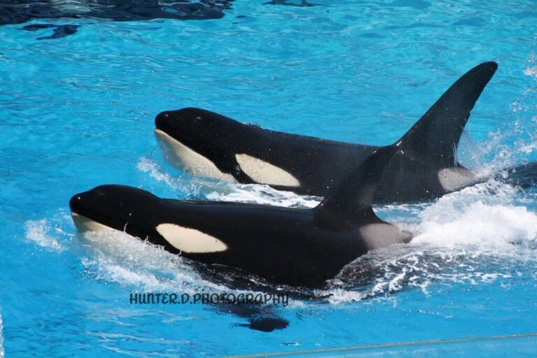 Kasatka’s Gallery – Inherently Wild