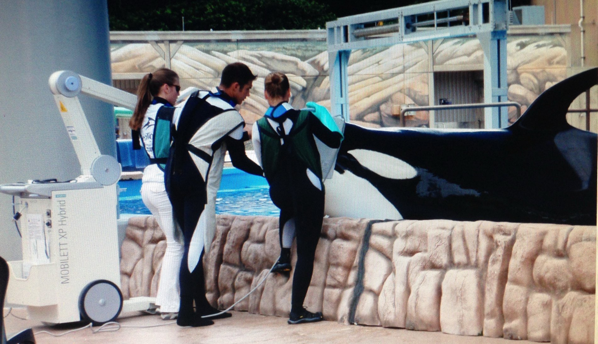 The Anderson Court Case: SeaWorld Exposed – Inherently Wild
