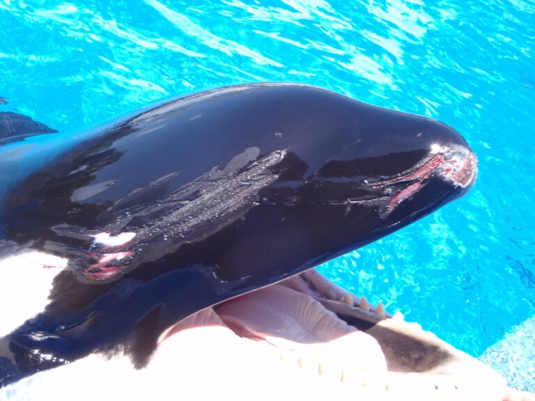 The Anderson Court Case: SeaWorld Exposed – Inherently Wild