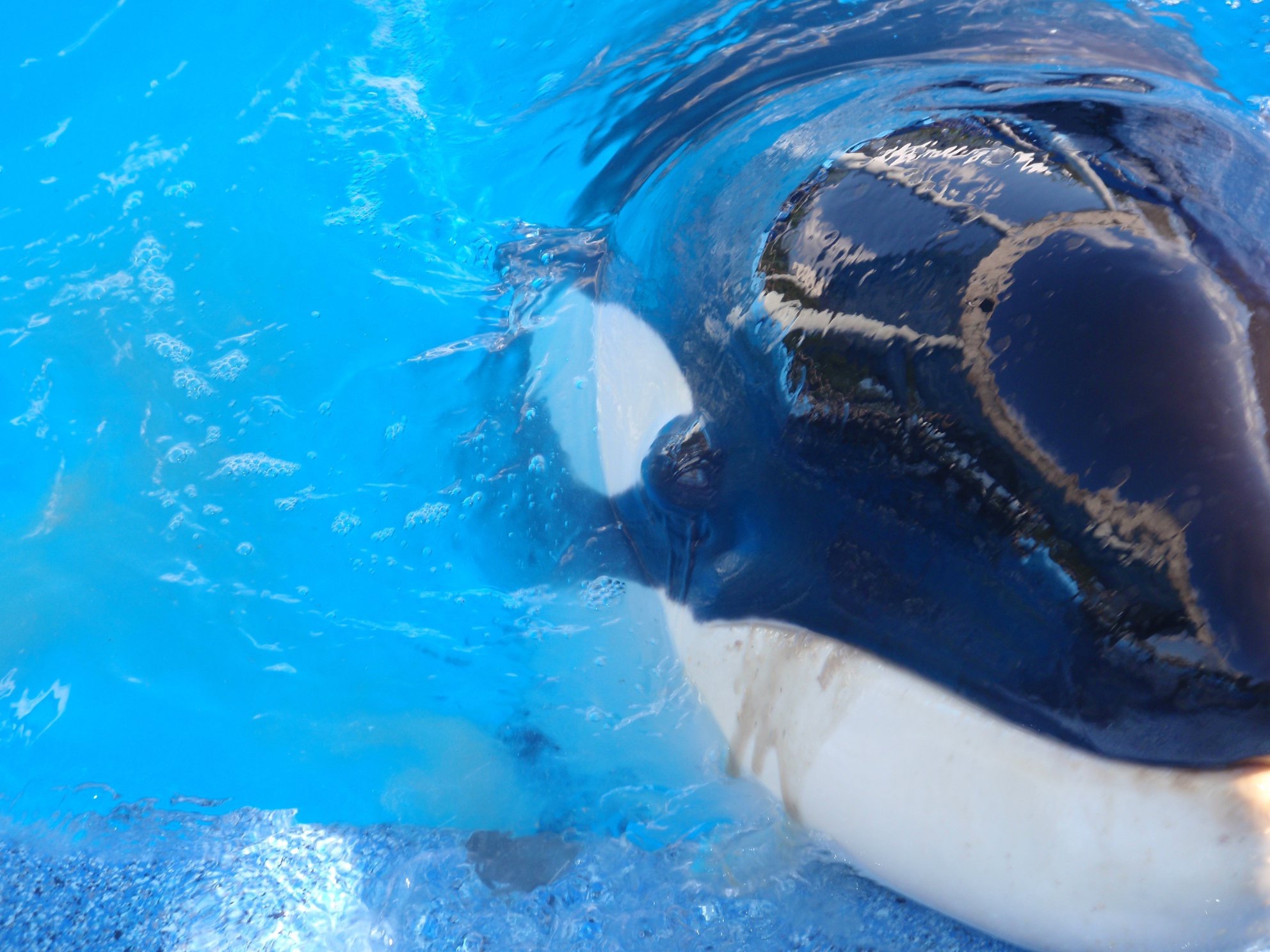 The Anderson Court Case: SeaWorld Exposed – Inherently Wild