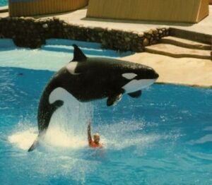 Kandu 5’s Gallery – Inherently Wild