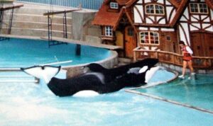 Kanduke’s Gallery – Inherently Wild