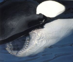 Kenau’s Gallery – Inherently Wild