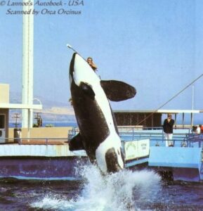 Orky 2’s Gallery – Inherently Wild