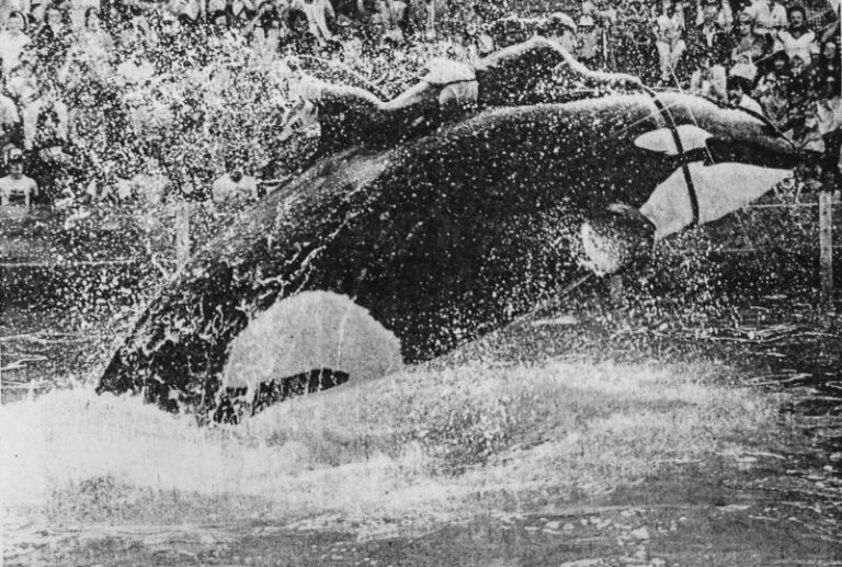 Kanduke’s Gallery – Inherently Wild