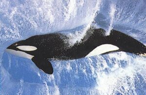 Kenau’s Gallery – Inherently Wild