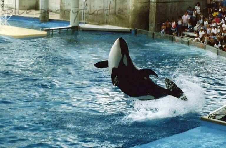 Kotar’s Gallery – Inherently Wild