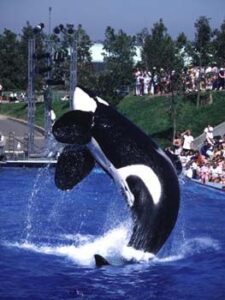 Orky 2’s Gallery – Inherently Wild